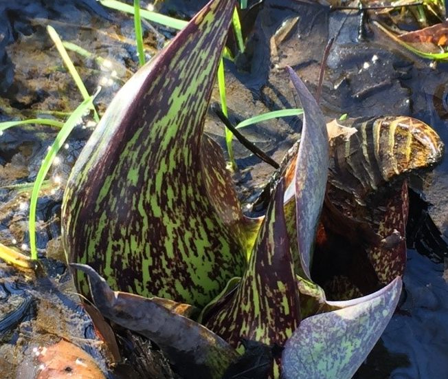 Amazing Skunk Cabbage - New Canaan Land Trust