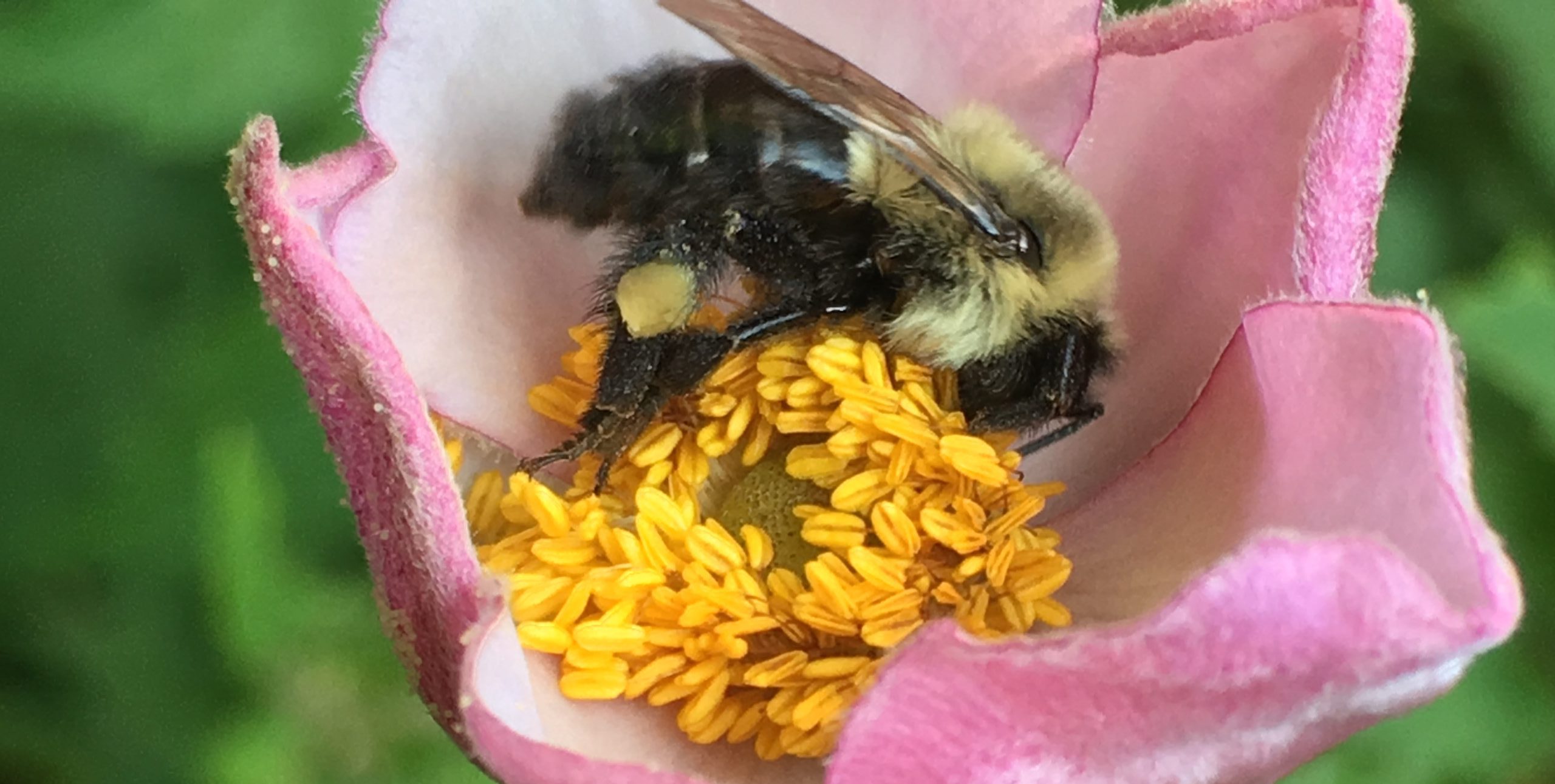 The Humble Bumblebee - New Canaan Land Trust