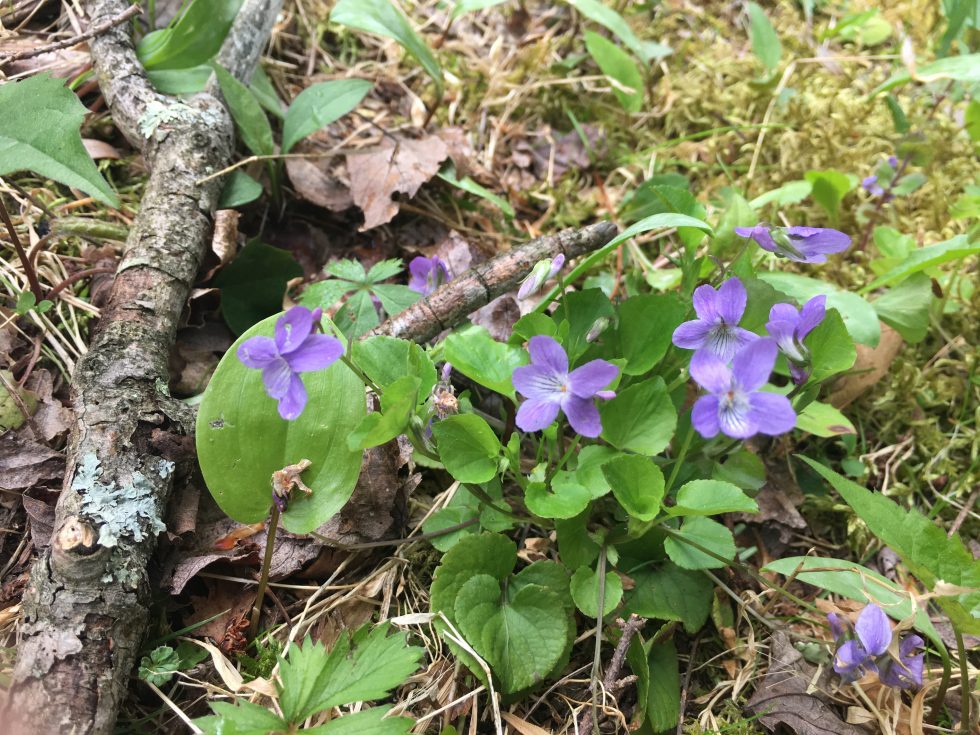 The Not So Shrinking Violet... - New Canaan Land Trust