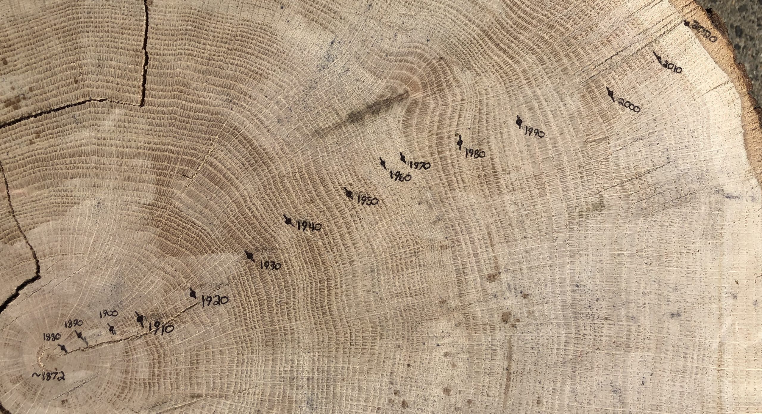 If a Tree Falls in the Woods... - New Canaan Land Trust