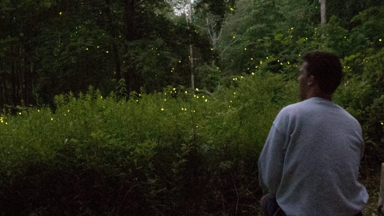 Firefly Viewings - 2021 - New Canaan Land Trust