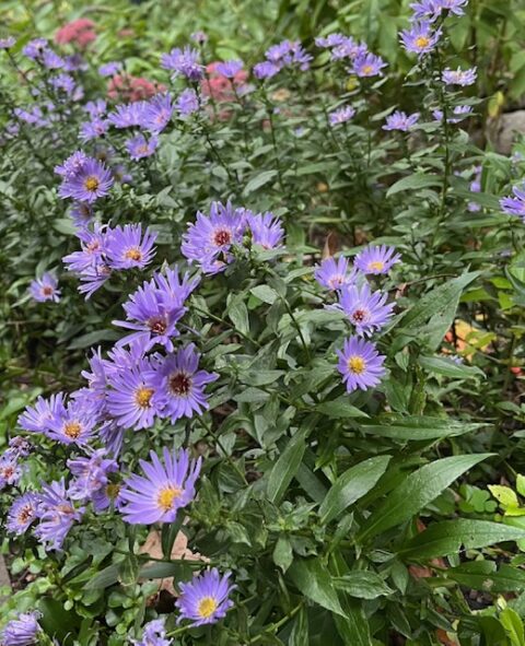 Time for Asters - New Canaan Land Trust