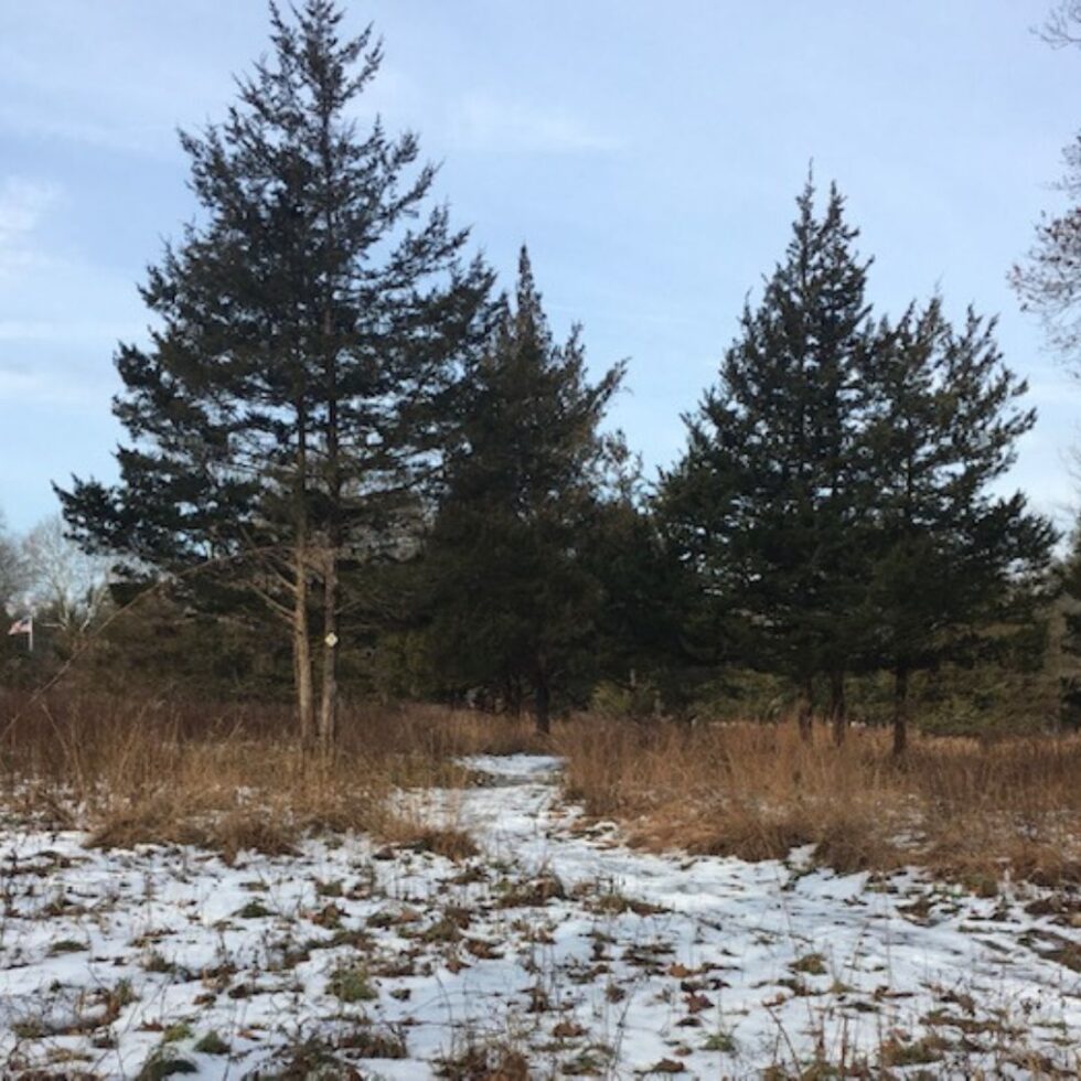 Where Do Insects Go in the Winter? - New Canaan Land Trust