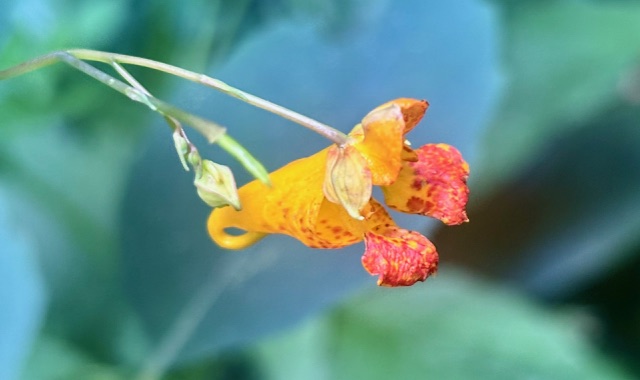 More Jewel Than Weed... A Surprising Pollinator Plant - New Canaan Land ...