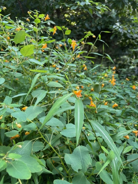 More Jewel Than Weed... A Surprising Pollinator Plant - New Canaan Land ...